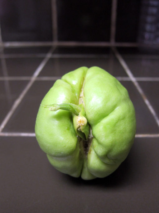 How to Grow Chayote - School Garden Weekly